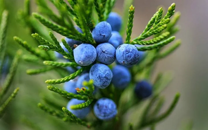 Ardıç (Juniperus spp.) - Natureplant