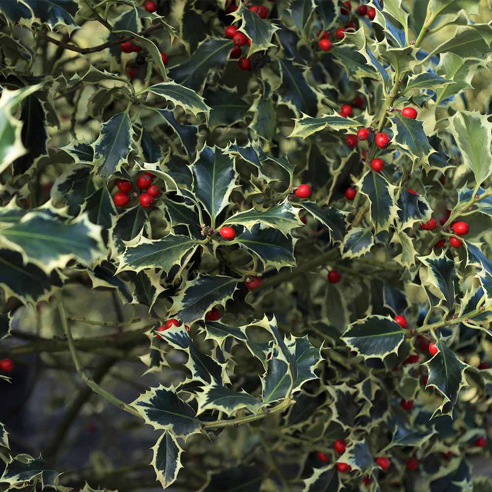 Top Alacalı İlex (Ilex aquifolium 'Variegata') - Natureplant